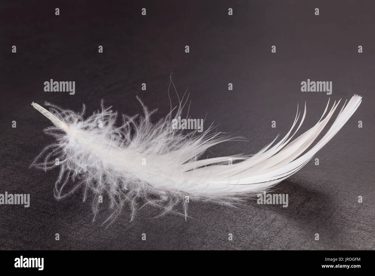 Fluffy feather isolated on dark background. Softness concept Stock ...
