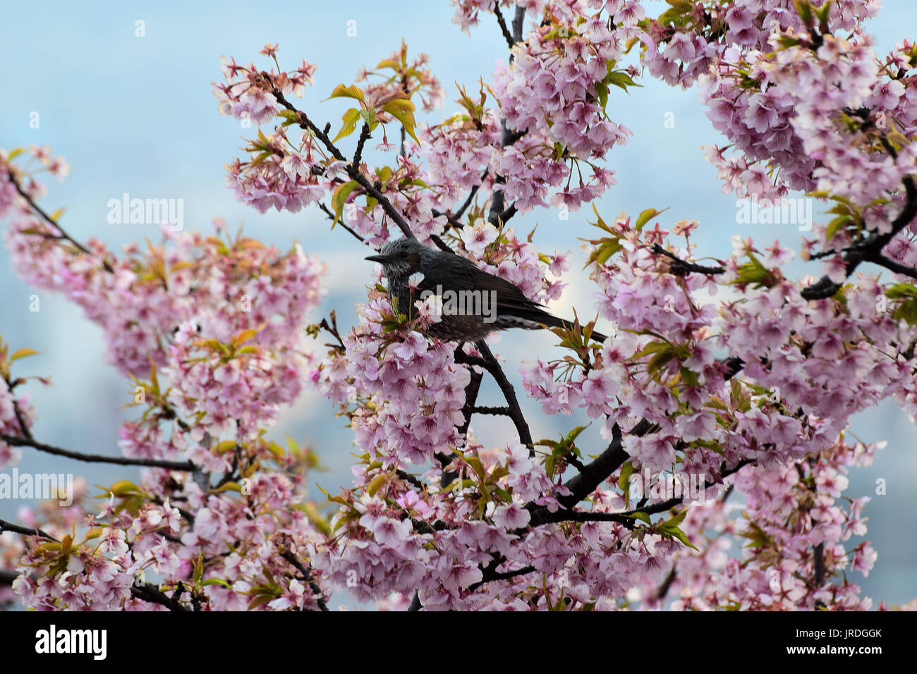 Bird on Cherry & Plum blossom tree in Japan Stock Photo - Alamy