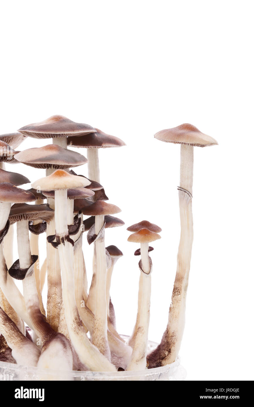Psilocybin mushrooms isolated fresh hi-res stock photography and images ...