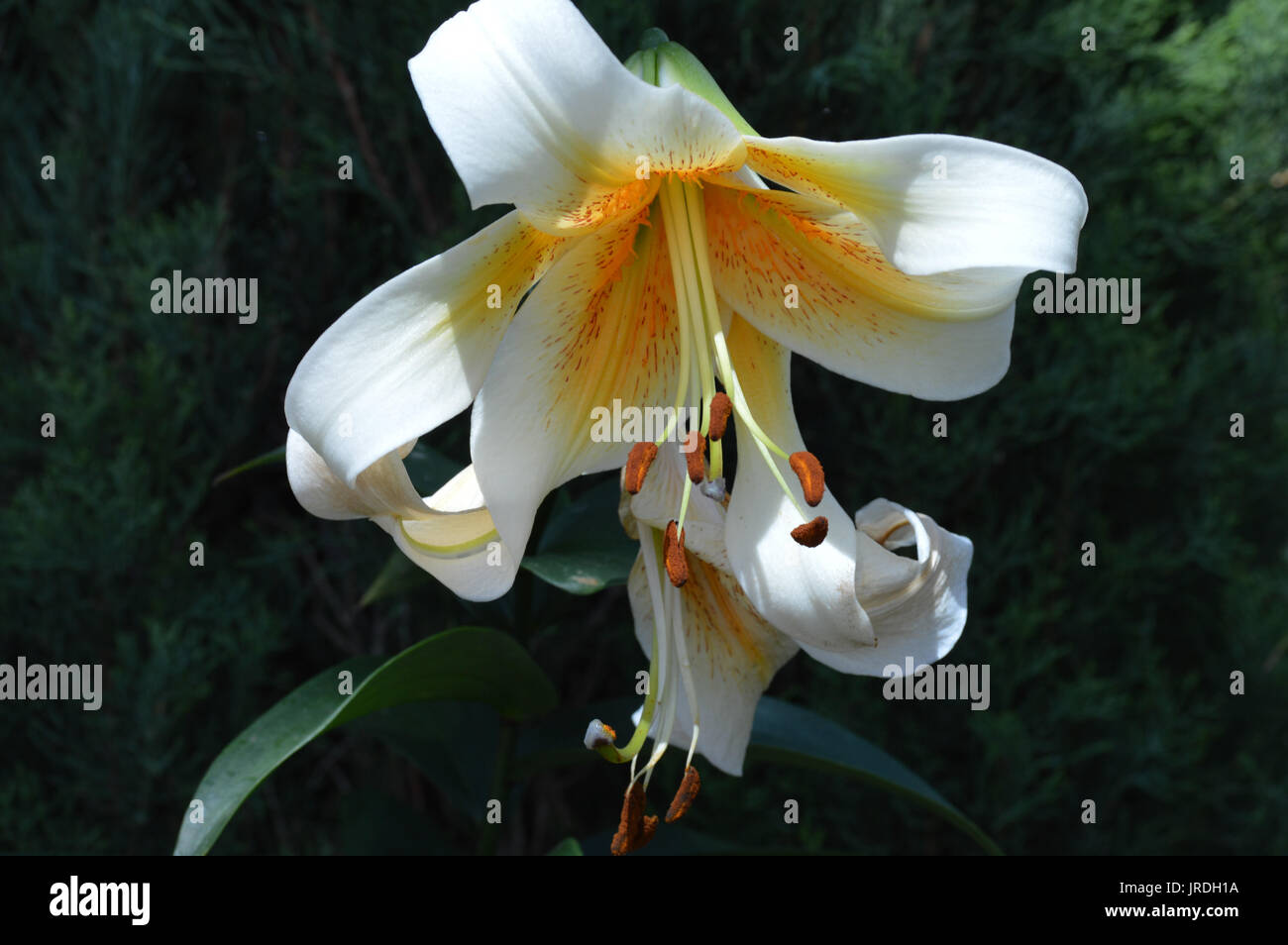 Asiatic Lily flower Stock Photo - Alamy