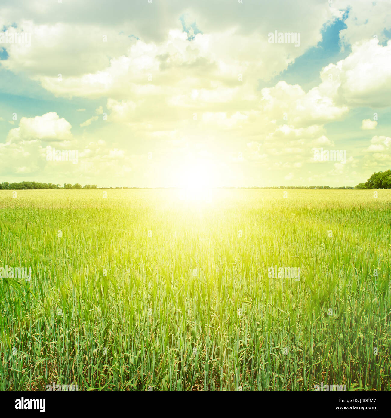 Sunrise over a wheat field hi-res stock photography and images - Alamy