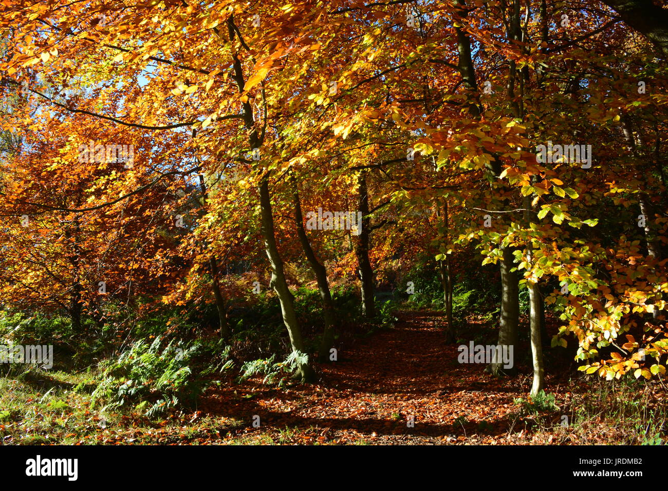 Summer leafy trees sun hi-res stock photography and images - Alamy