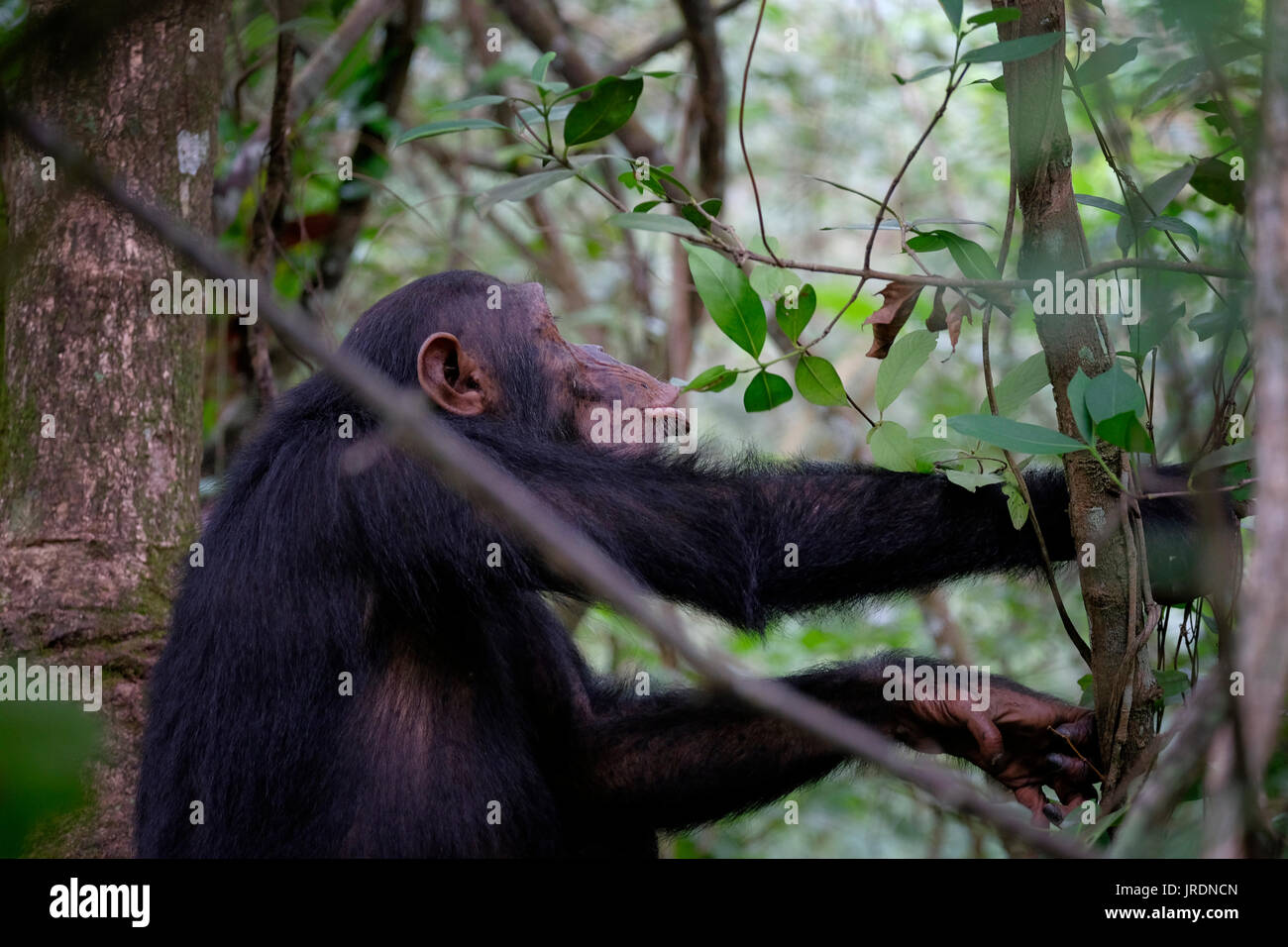 Wild chimpanzees of the Kasakela chimpanzee community is observed in ...