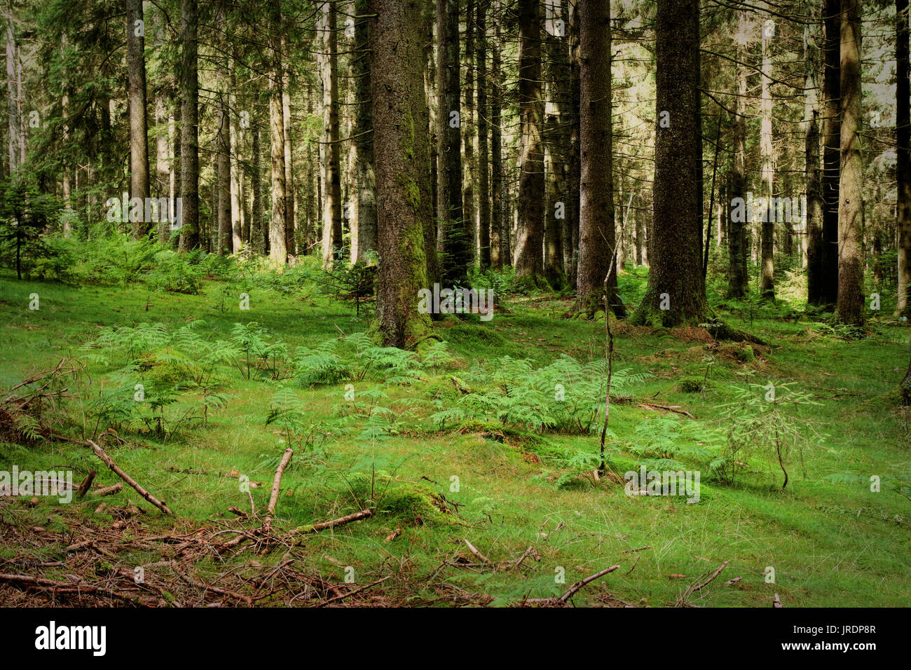 Hiking along a path in the Black Forest, Germany Stock Photo - Alamy