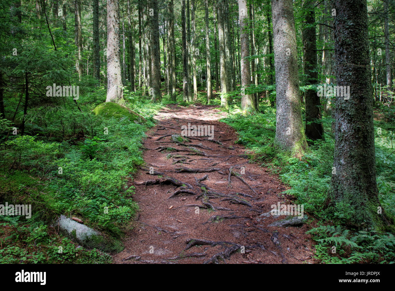 Hiking along a path in the Black Forest, Germany Stock Photo - Alamy