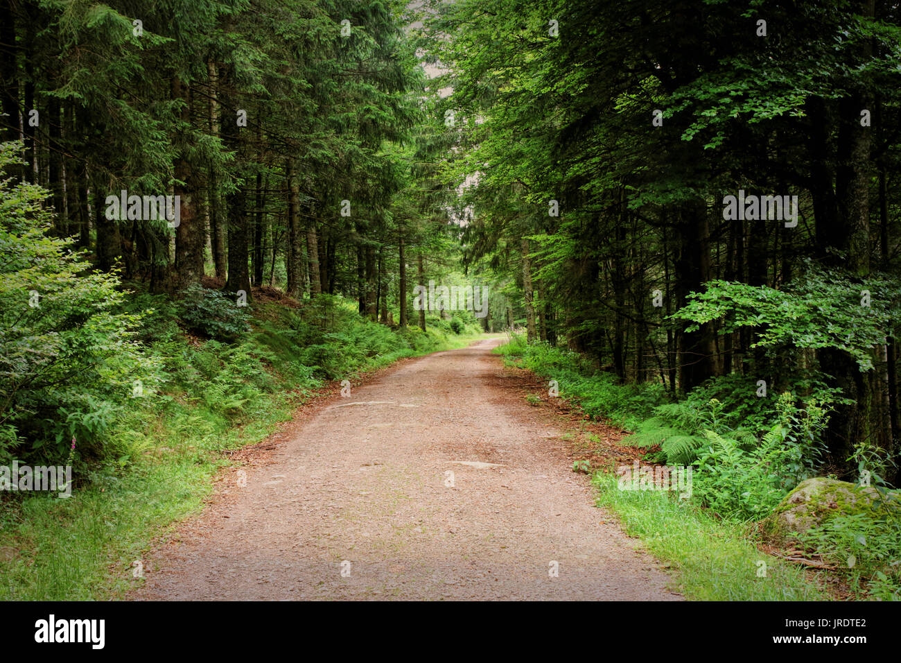 Hiking along a path in the Black Forest, Germany Stock Photo - Alamy