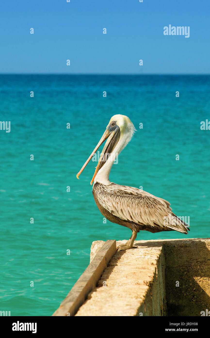 Pelican stands on a pier with a beautiful exotic blue sea. A tropical ...