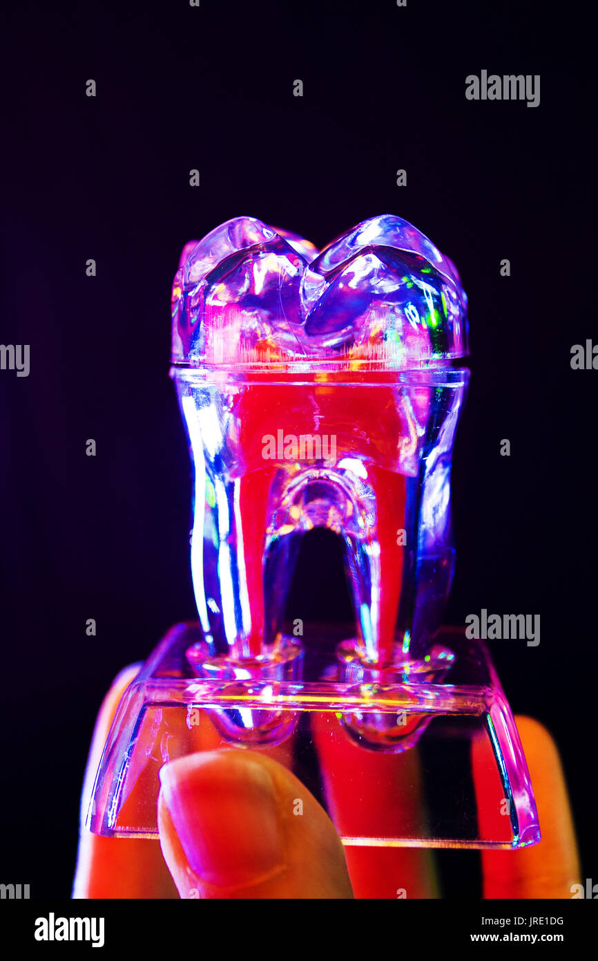 False transparent plastic tooth with inner red nerve Stock Photo - Alamy