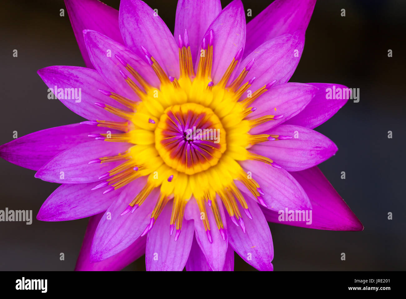 Violet Jungle Flower High Resolution Stock Photography and Images - Alamy