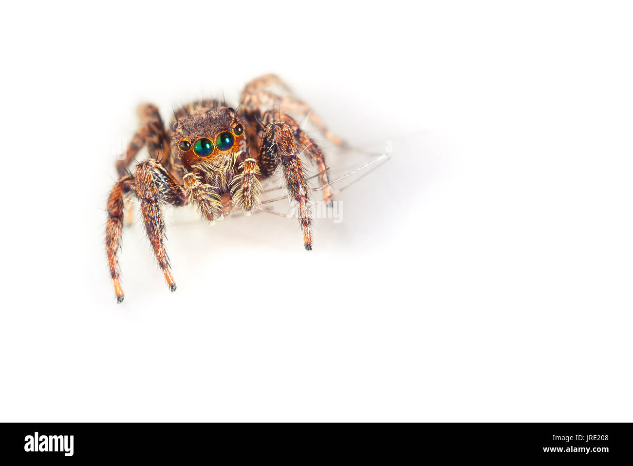 Cute baby spider with big eyes looking in camera on white background ...
