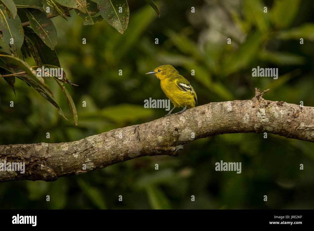 The common iora hi-res stock photography and images - Alamy