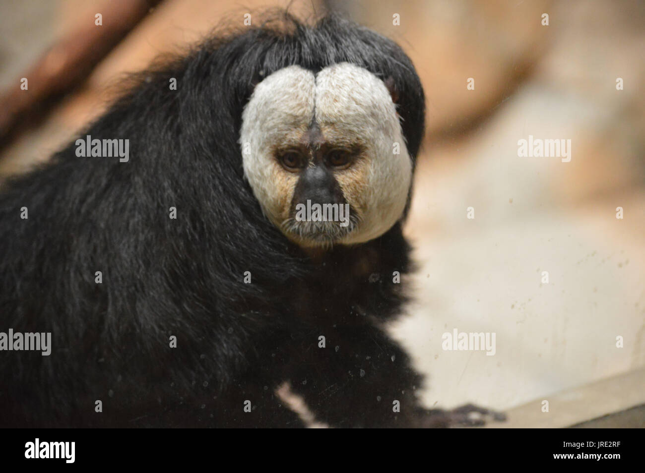 Tan monkey hi-res stock photography and images - Alamy