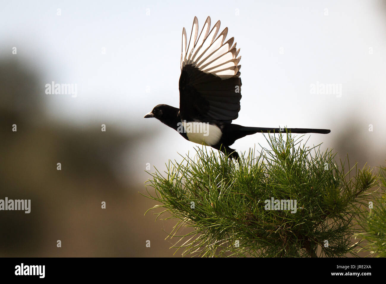 Common Magpie taking off Stock Photo - Alamy