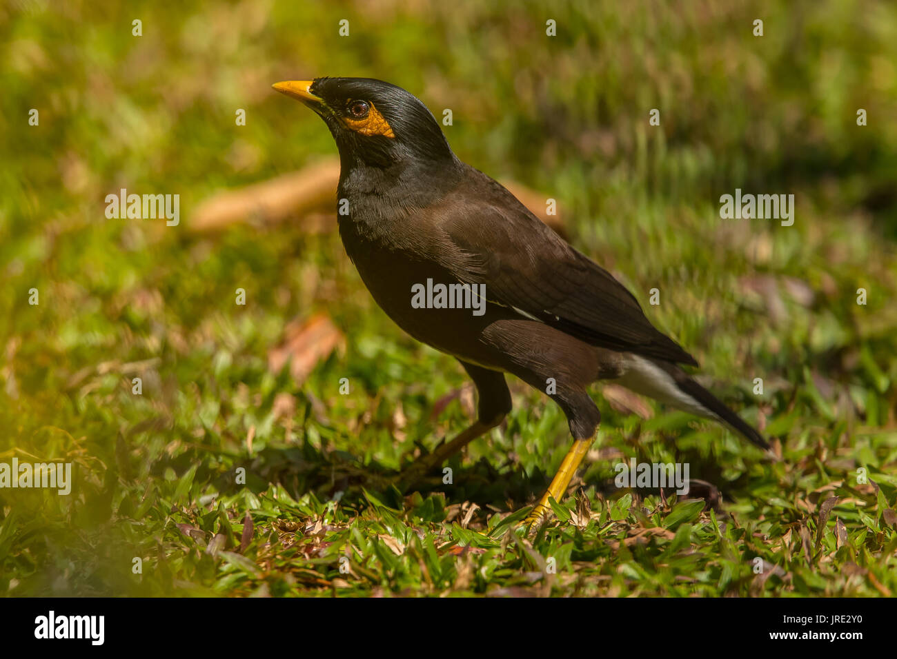 Myna eye hi-res stock photography and images - Alamy