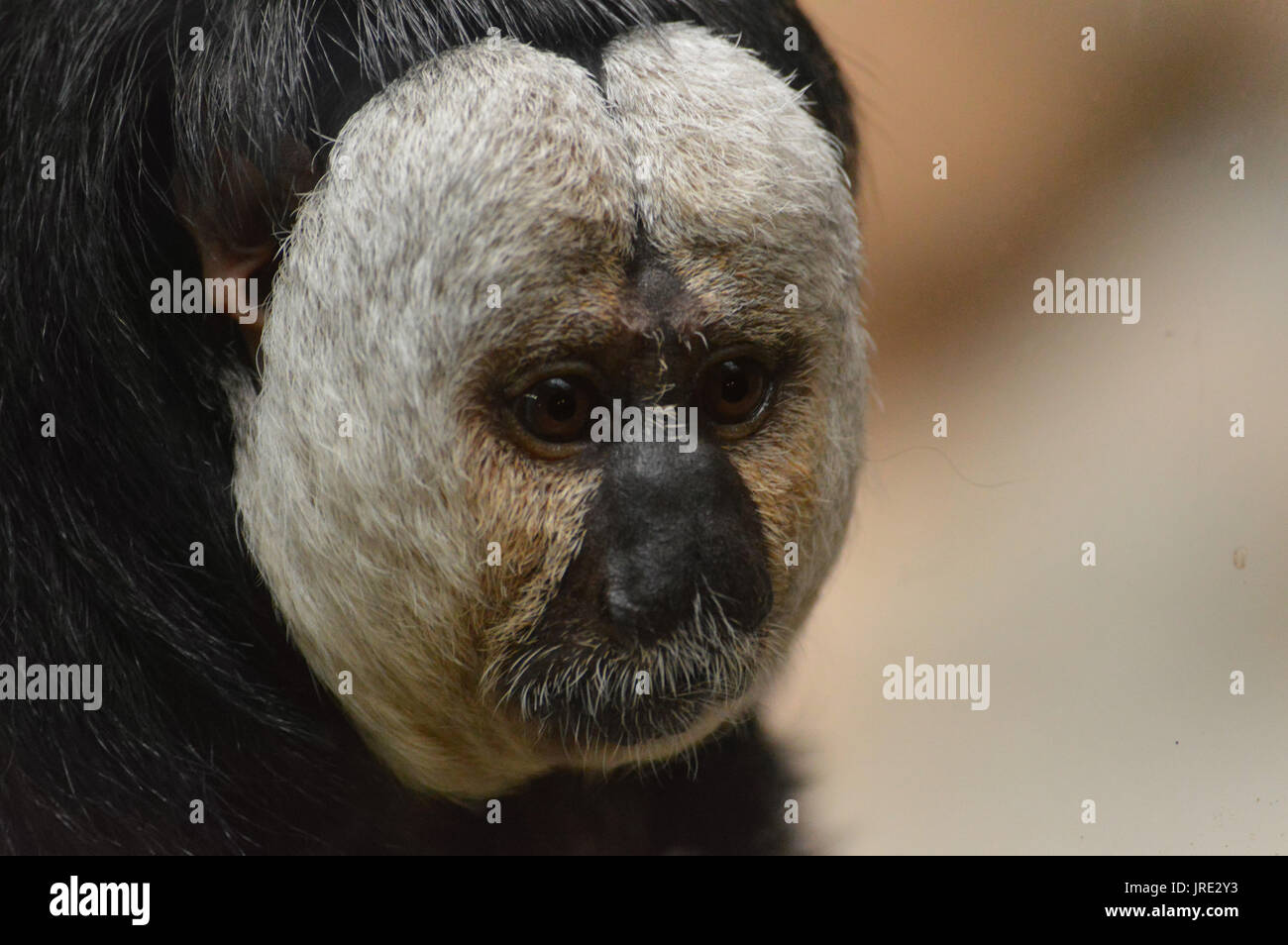 Tan saki hi-res stock photography and images - Alamy
