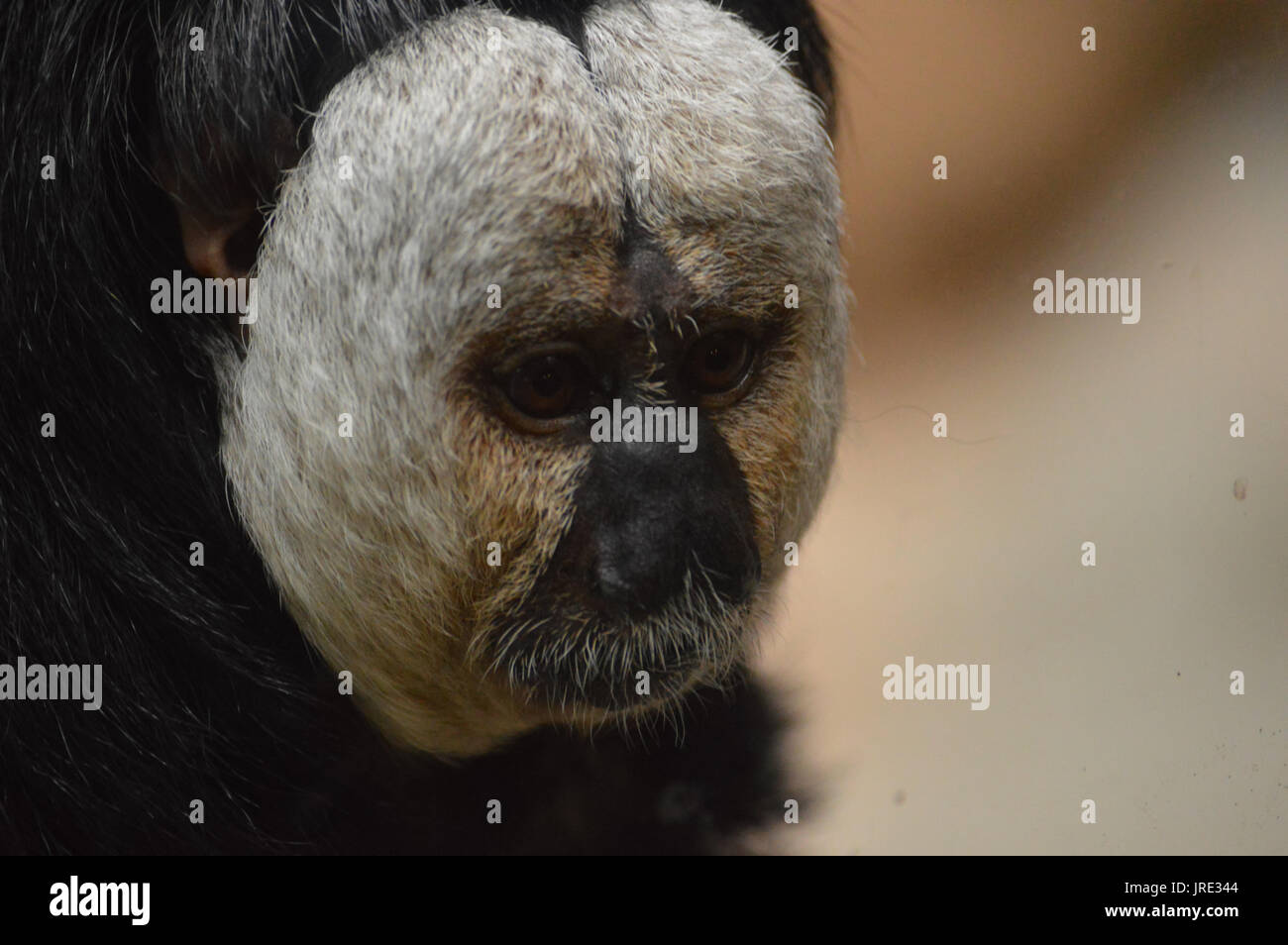 Tan monkey hi-res stock photography and images - Alamy