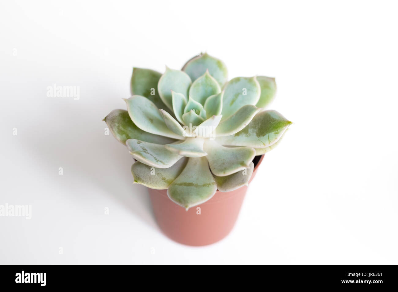 Succulent pot home hi-res stock photography and images - Alamy