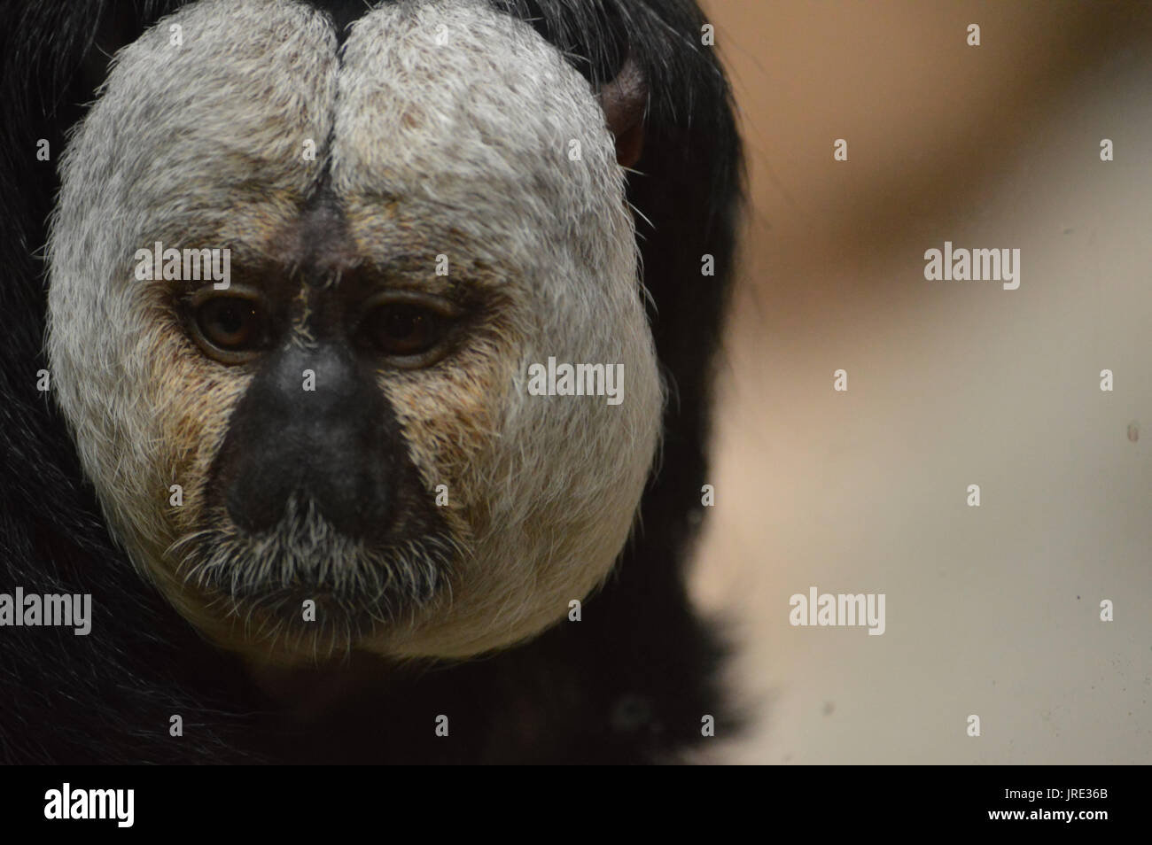 Tan monkey hi-res stock photography and images - Alamy