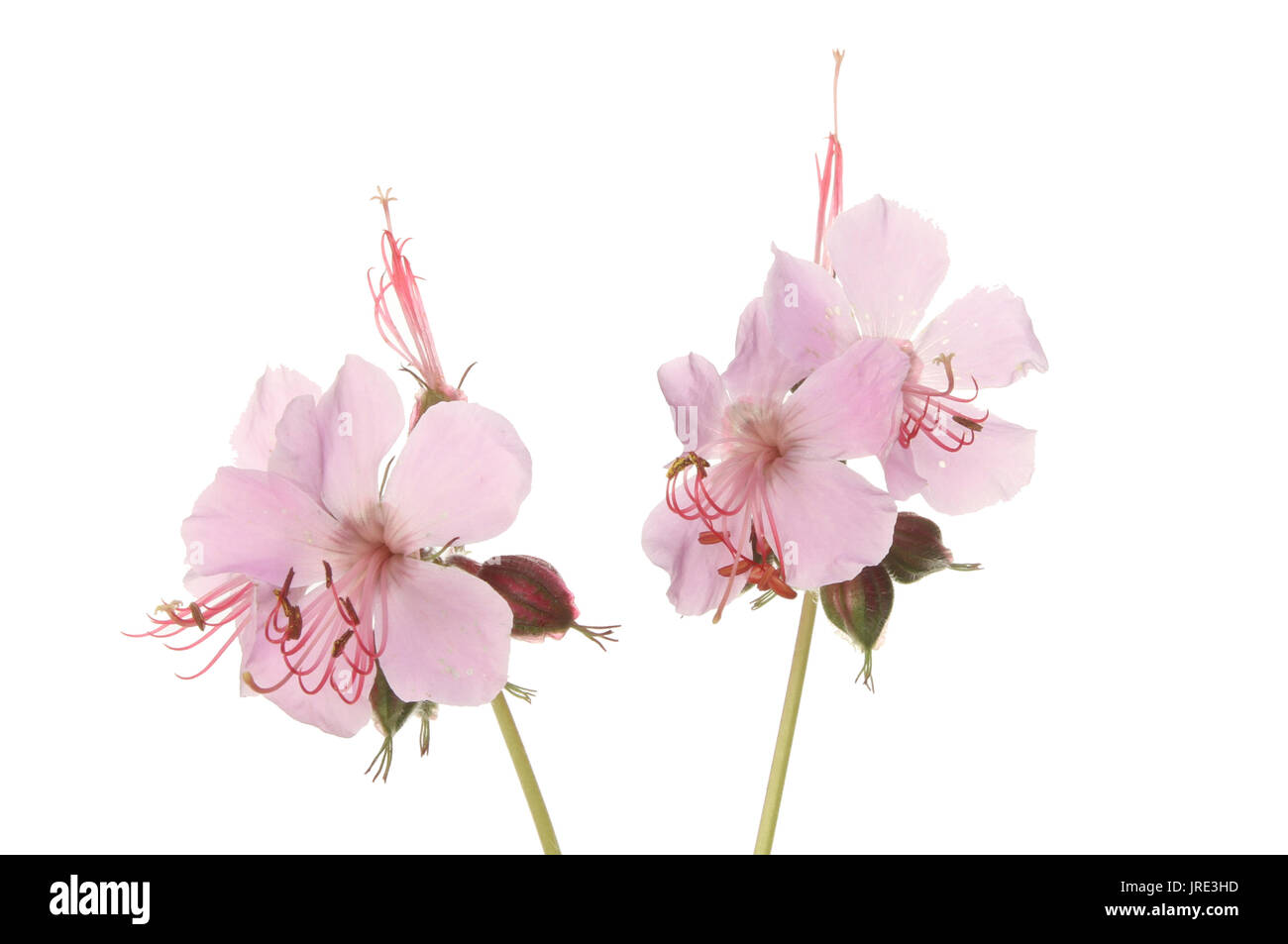 Wild geranium flowers isolated against white Stock Photo - Alamy