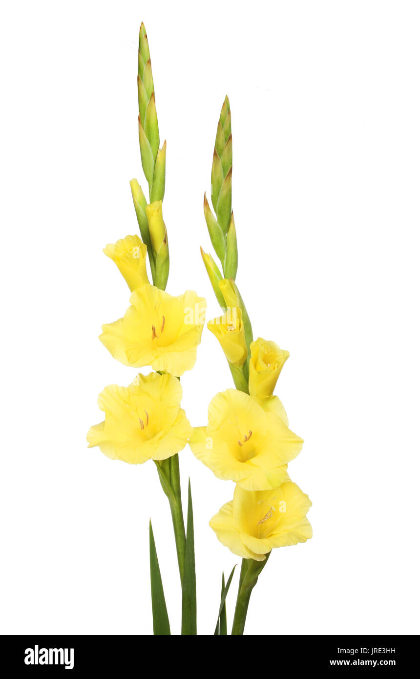Yellow gladioli flowers isolated against white Stock Photo - Alamy