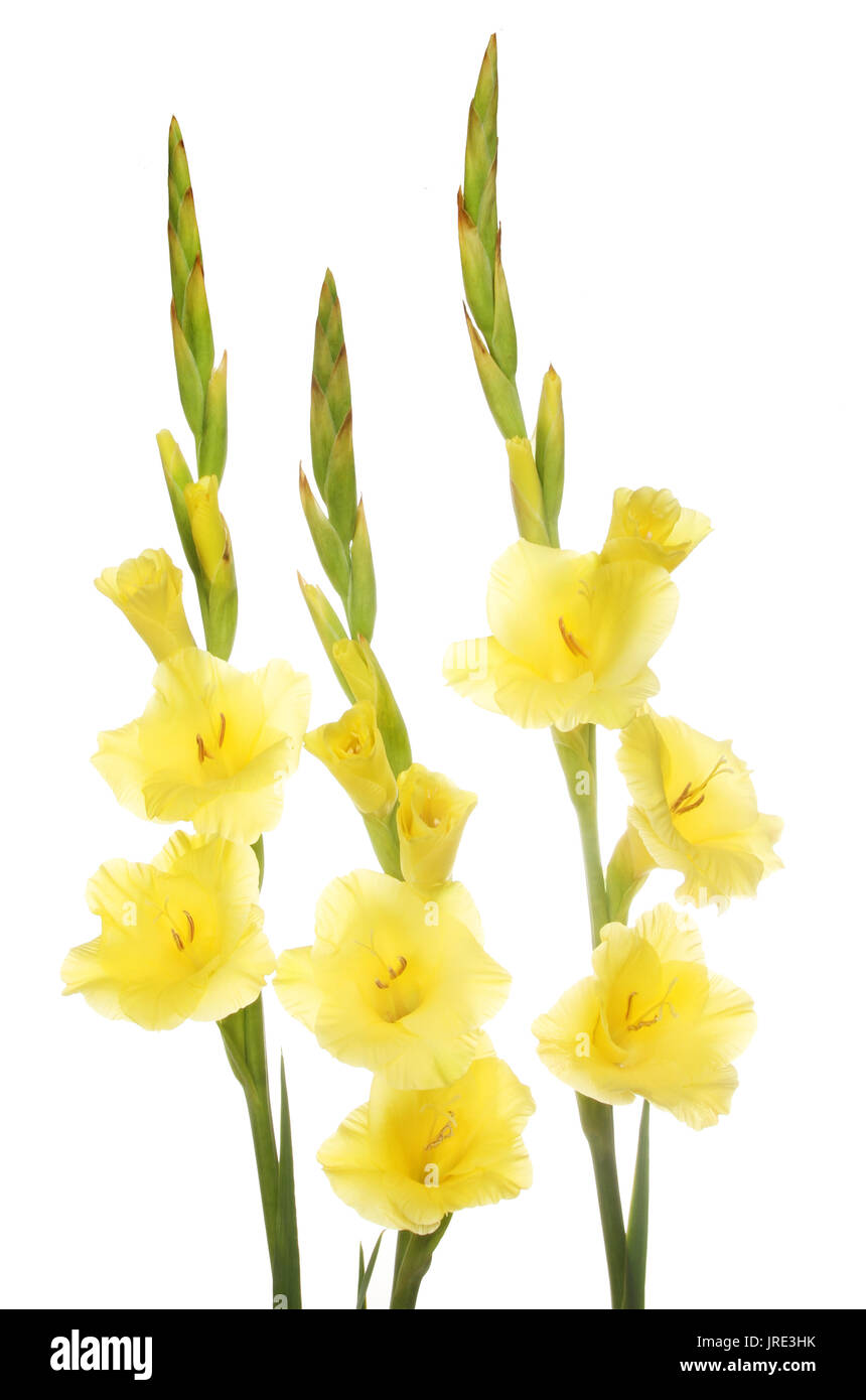 Yellow gladioli flowers isolated against white Stock Photo - Alamy