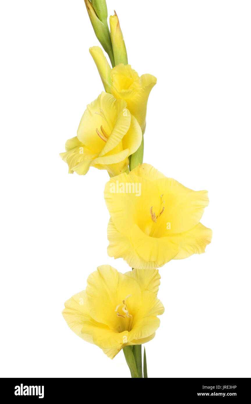 yellow gladioli flowers isolated against white Stock Photo - Alamy