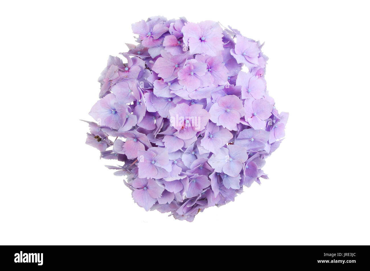 Mop head hydrangea flower isolated against white Stock Photo - Alamy