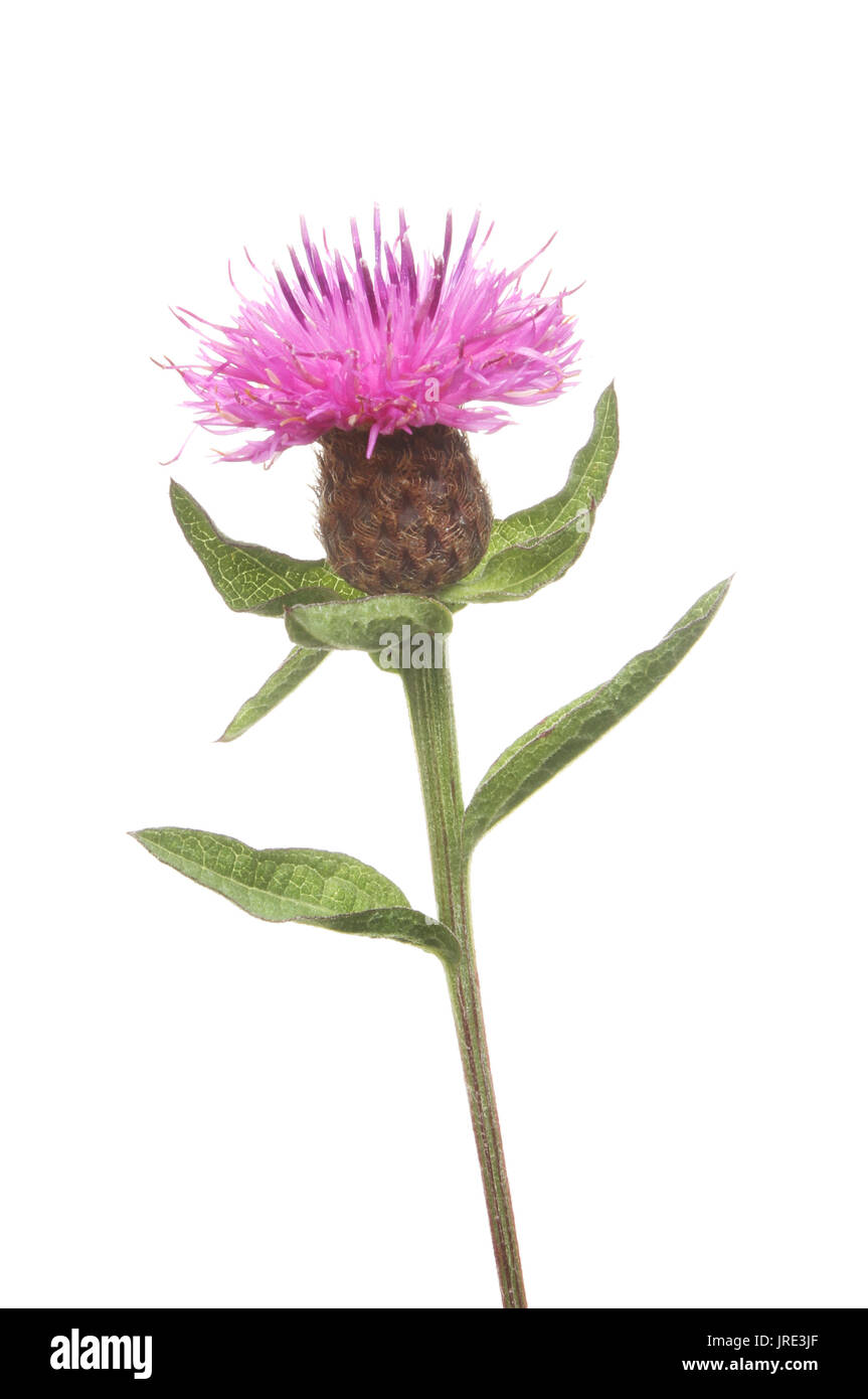 Common knapweed isolated hi-res stock photography and images - Alamy