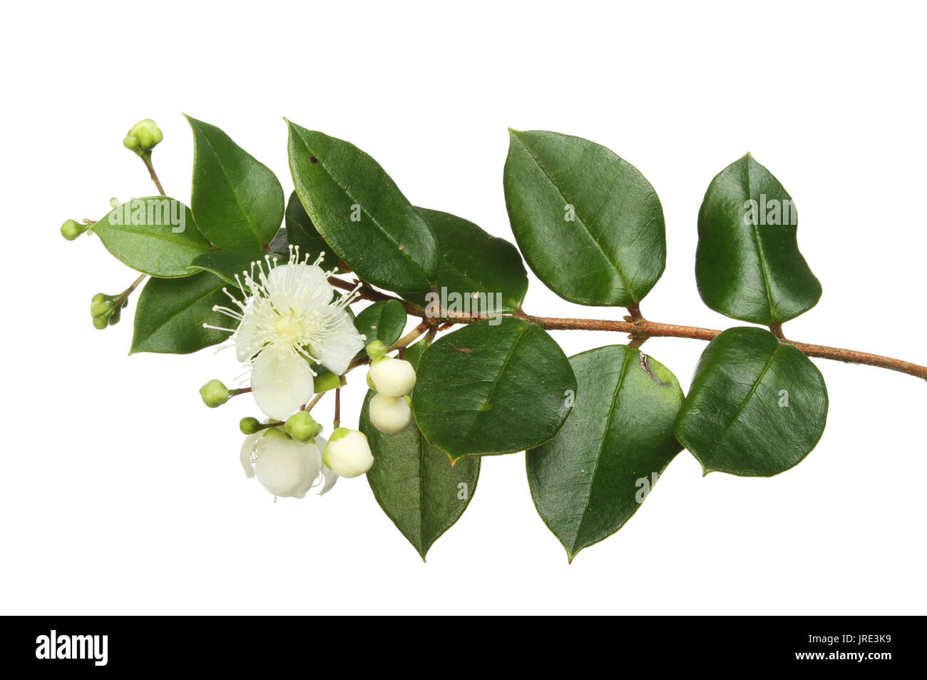 Myrtle, Myrtus, flowers and evergreen leaves isolated against white ...
