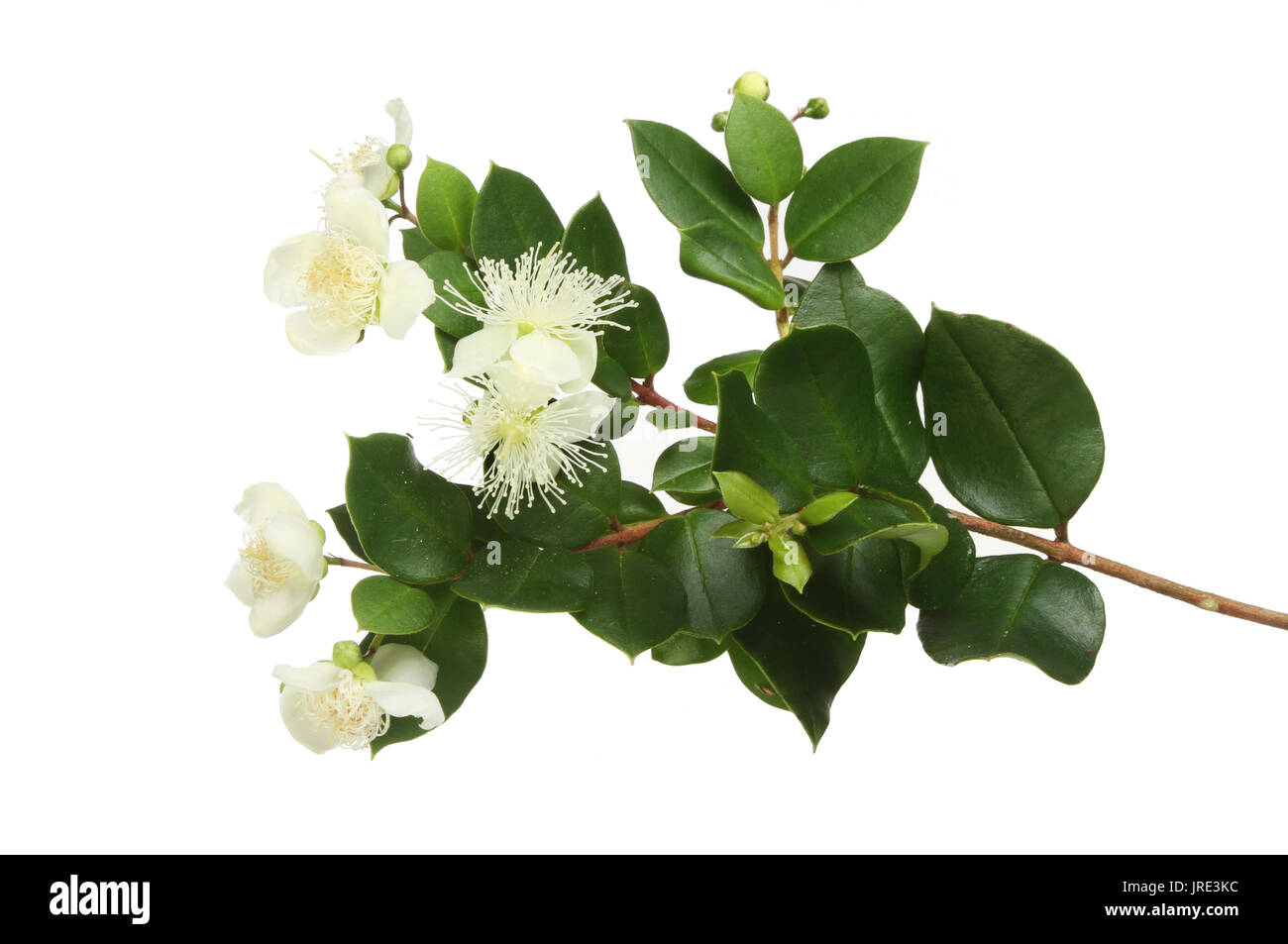 Myrtus flowers hi-res stock photography and images - Alamy