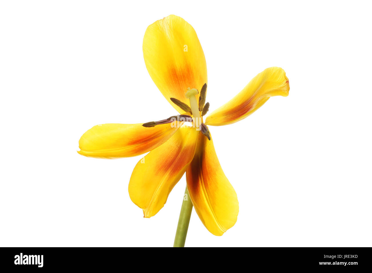 Open tulip flower isolated against white Stock Photo - Alamy