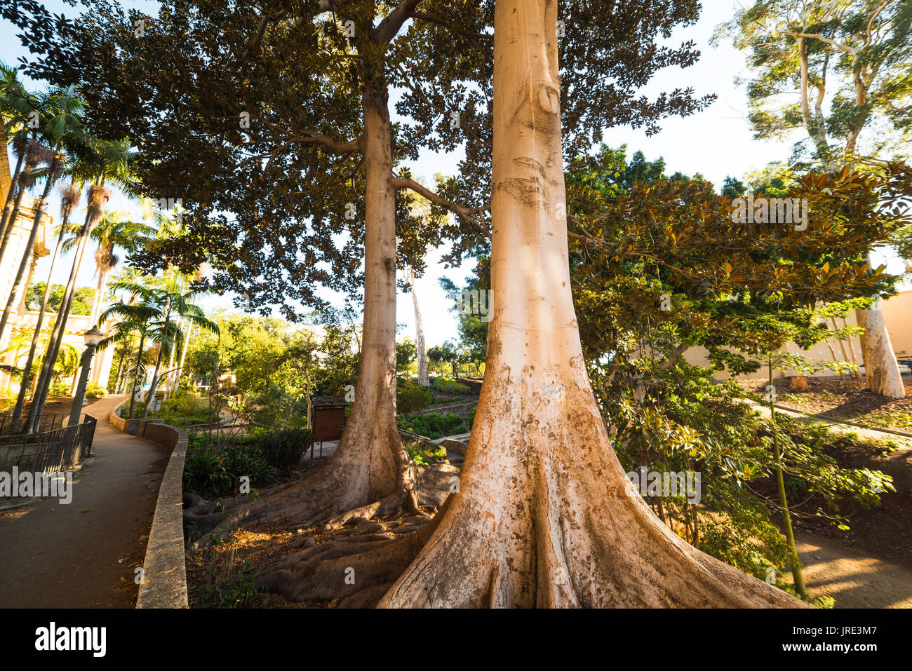 Fig tree growing in field hi-res stock photography and images - Alamy