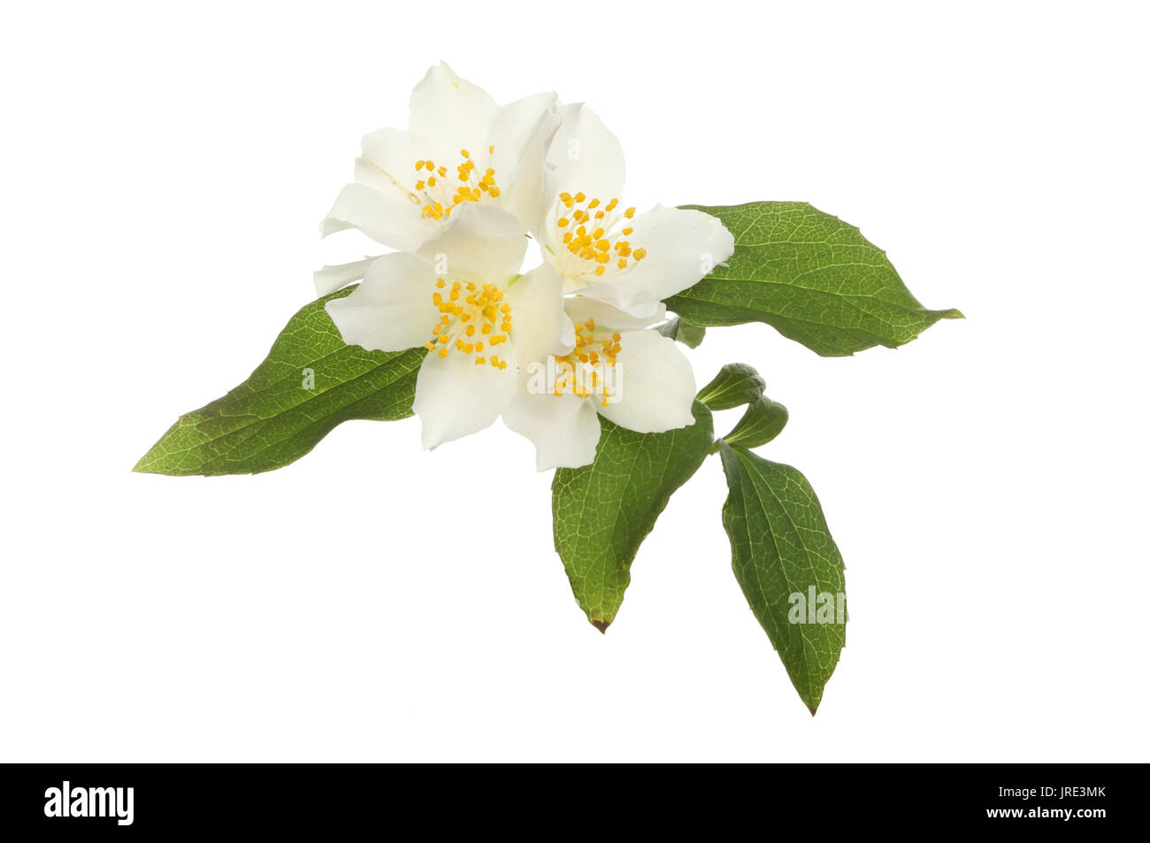 Philadelphus mock orange blossom Cut Out Stock Images & Pictures - Alamy