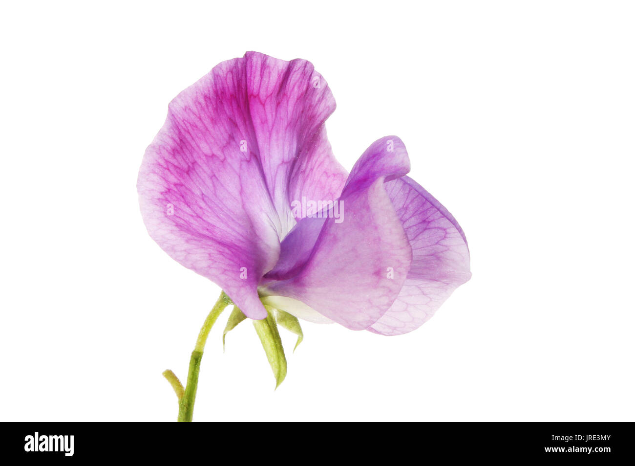 Purple sweet pea flower isolated against white Stock Photo - Alamy