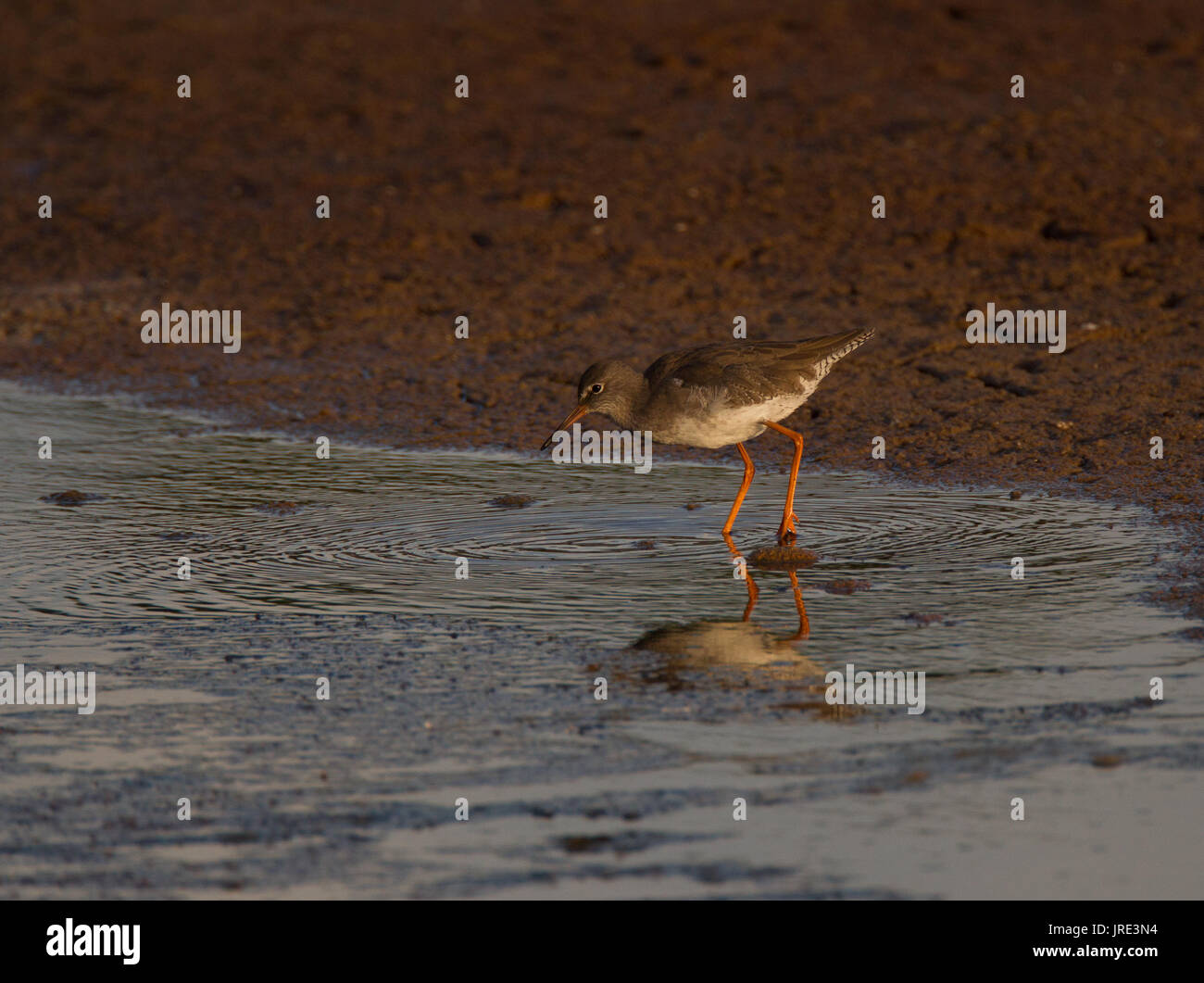 Redshank reflection hi-res stock photography and images - Alamy