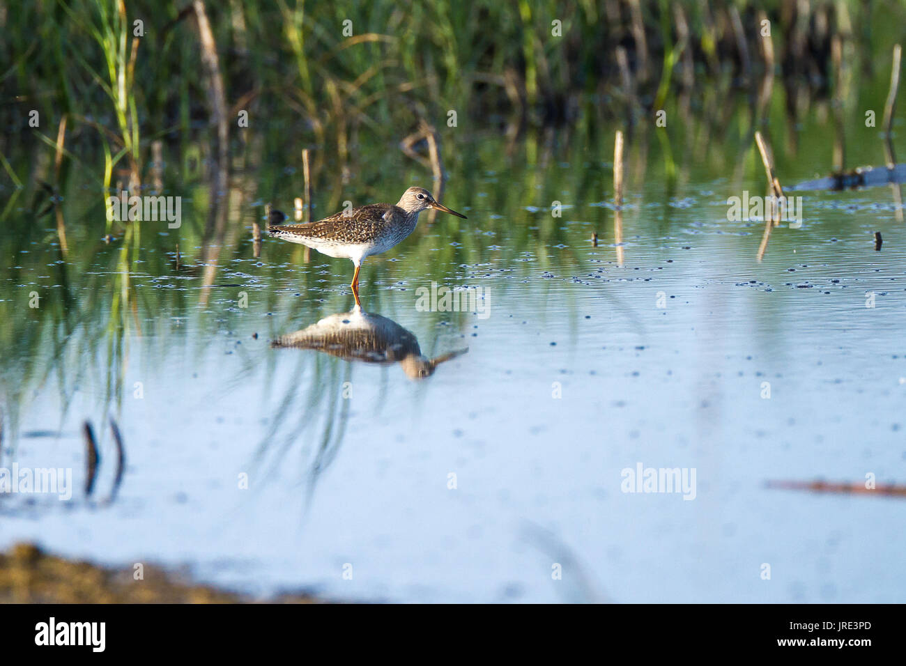 Redshank reflection hi-res stock photography and images - Alamy