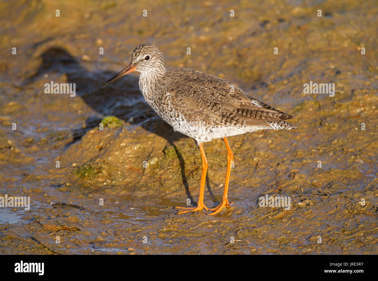 Redshank reflection hi-res stock photography and images - Alamy