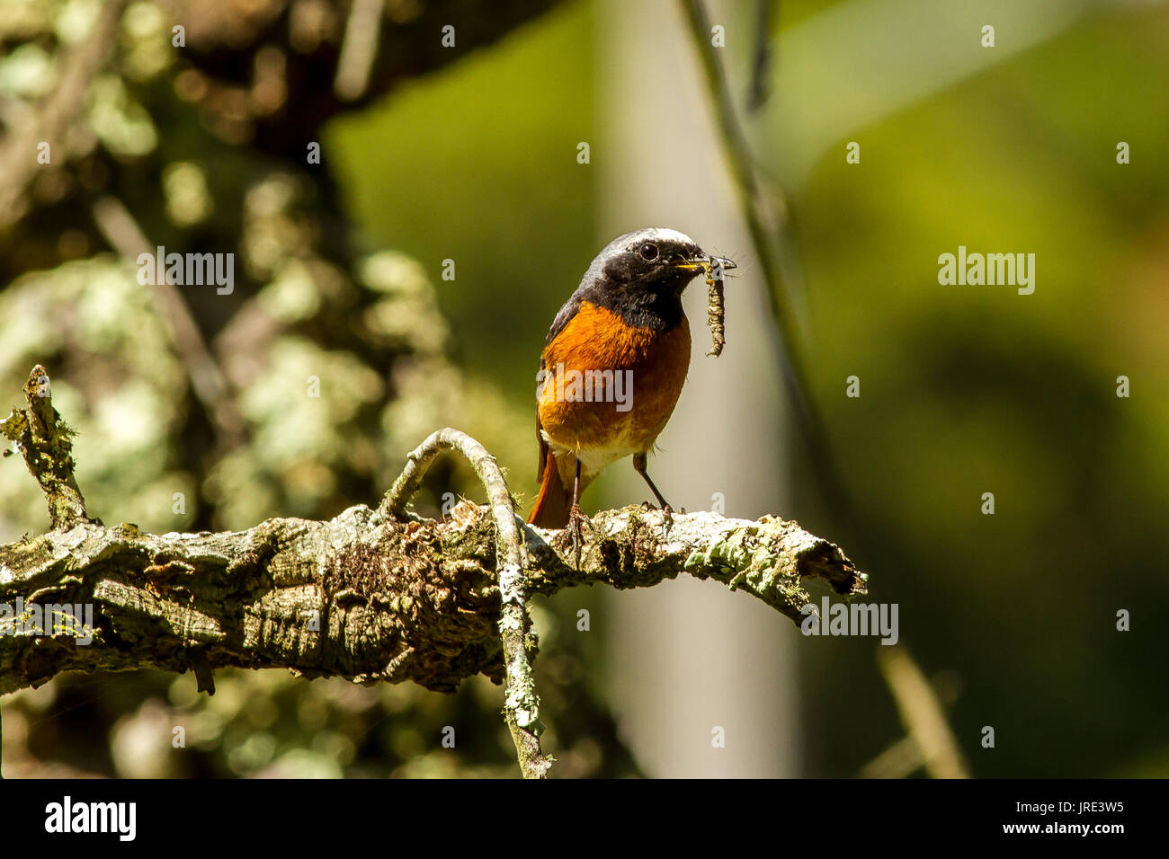 Redstart with caterpillar hi-res stock photography and images - Alamy