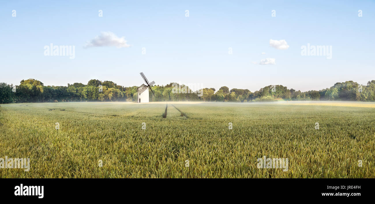 Big Panorama of a grainfield and a windmill in the morning sun with fog ...