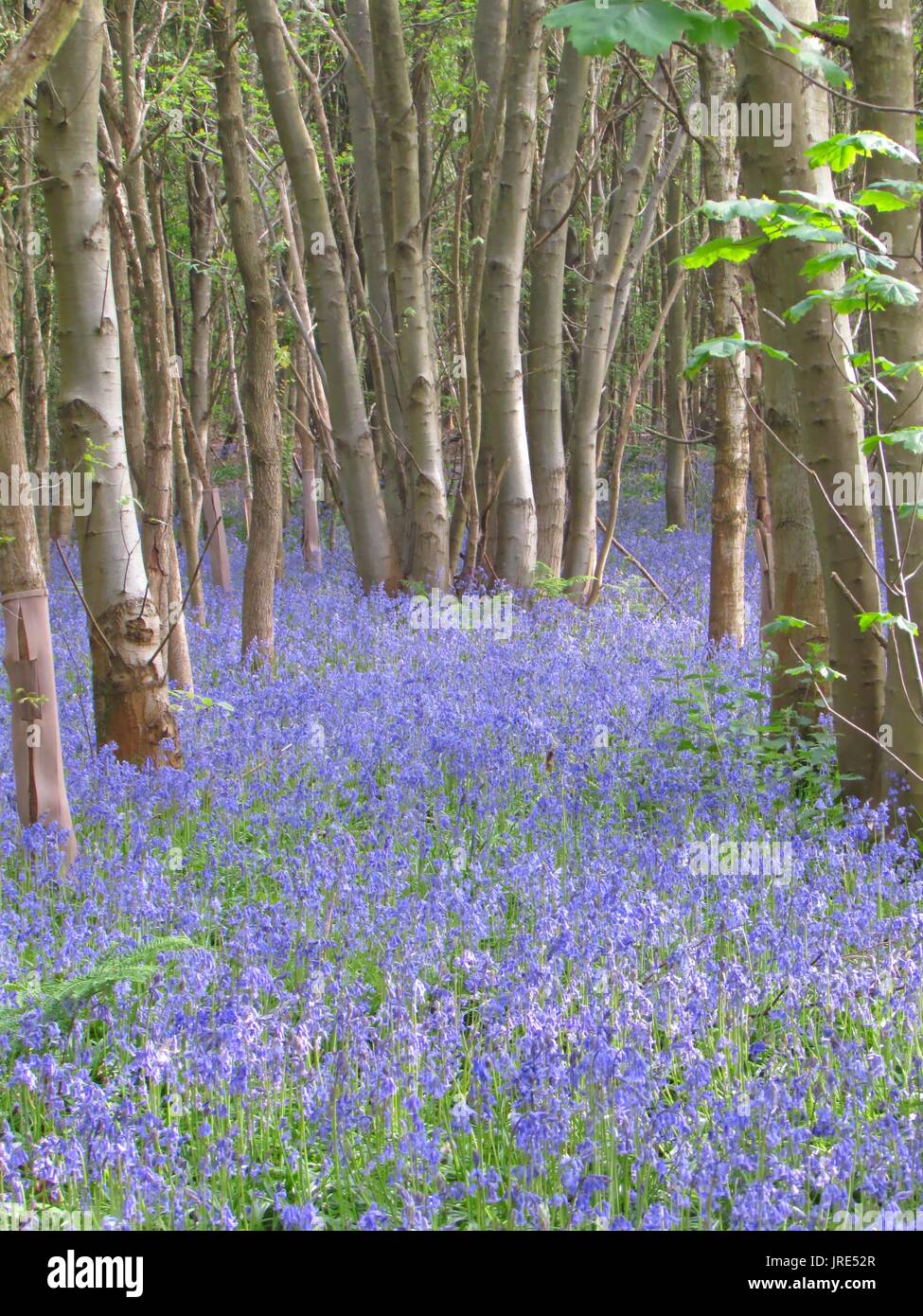 Kent forest hi-res stock photography and images - Alamy