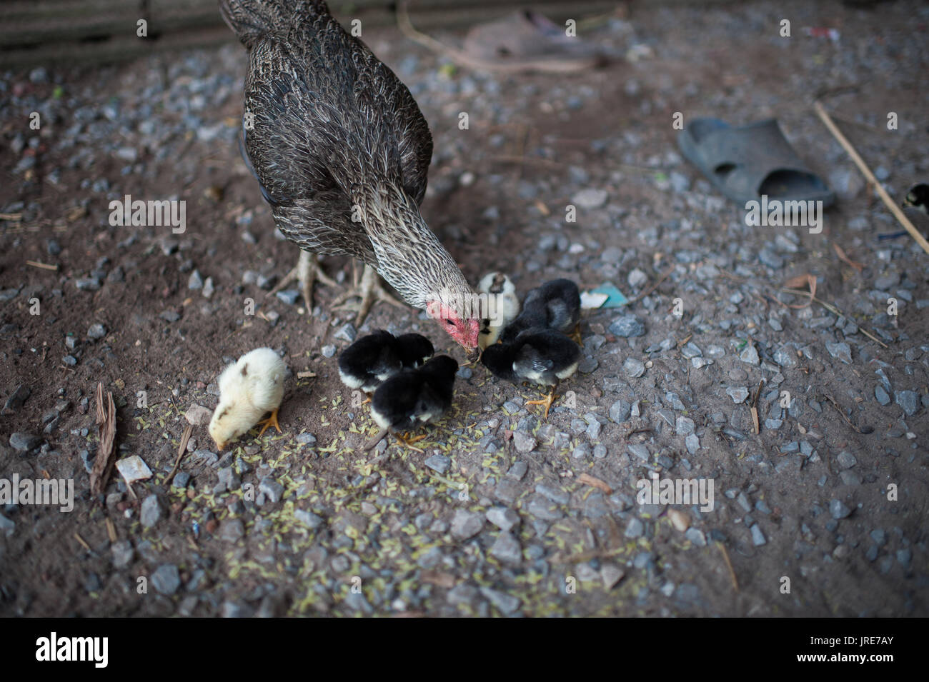 Thailand farm chickens hi-res stock photography and images - Alamy