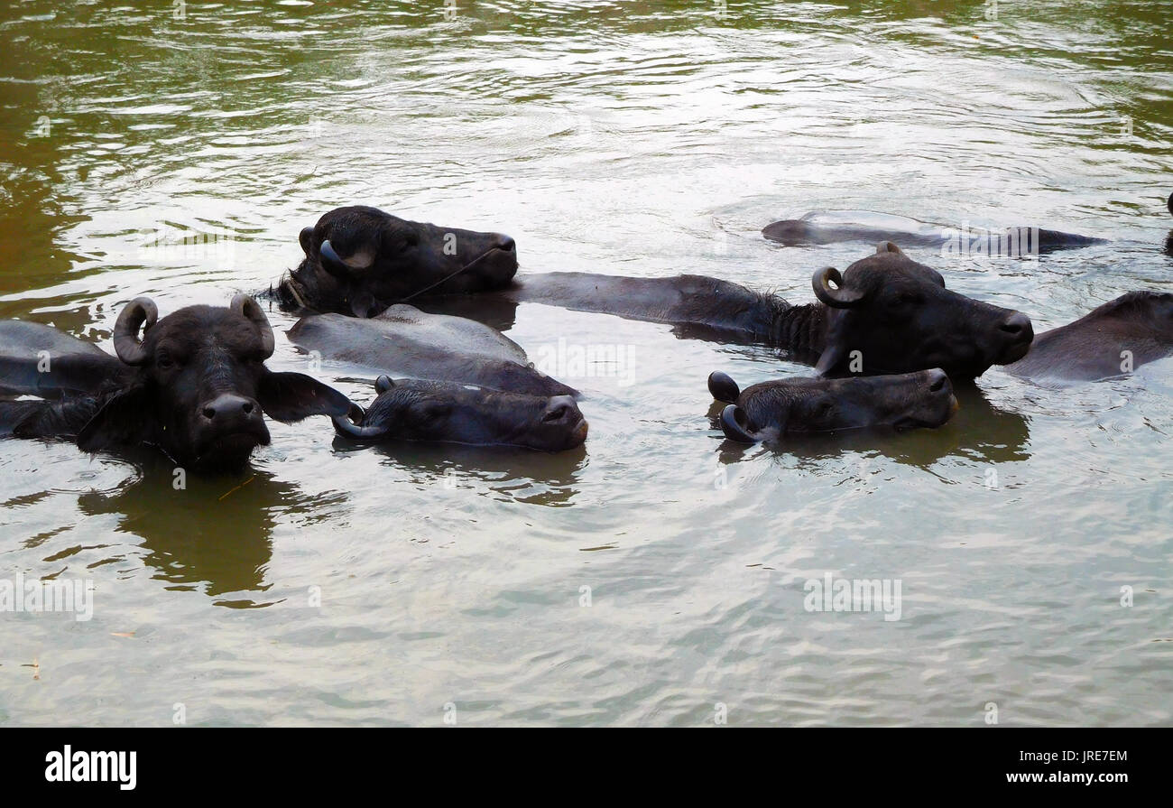 Animals bathing in the pond Stock Photo - Alamy
