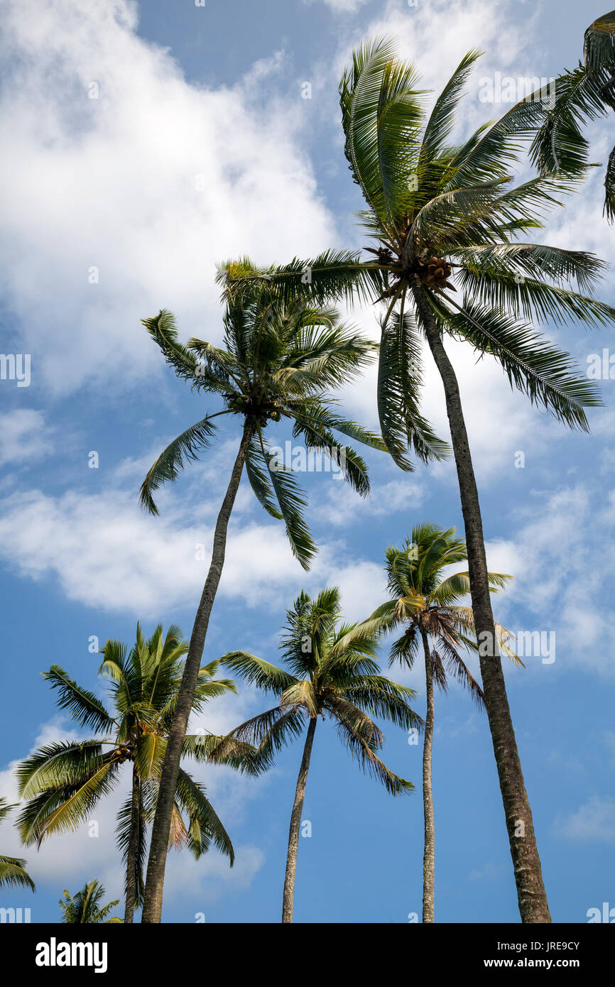 Coconut trees and tropical trees hi-res stock photography and images ...
