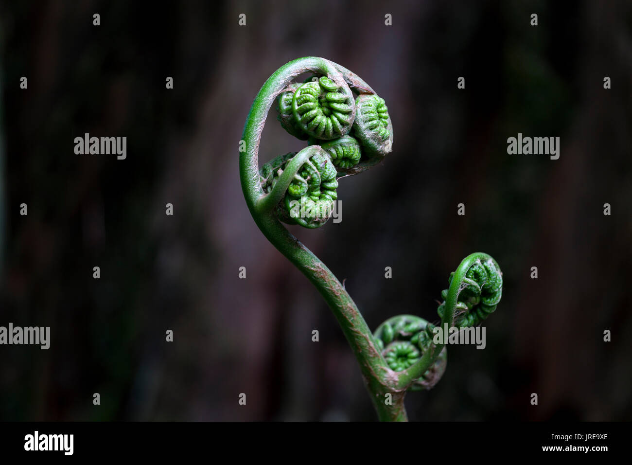 Hapuu fern hi-res stock photography and images - Alamy