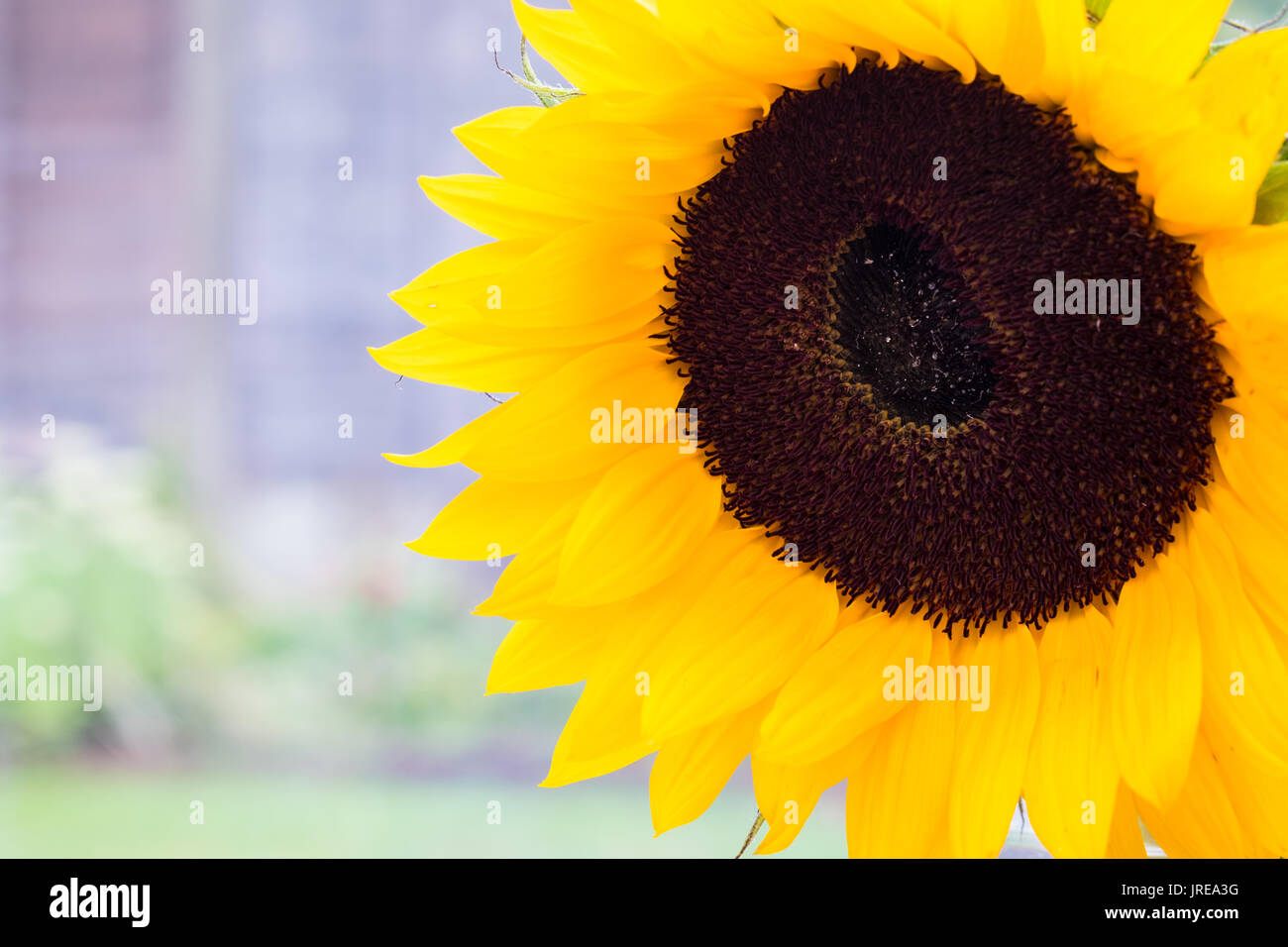 Close up view of single sunflower hi-res stock photography and images ...