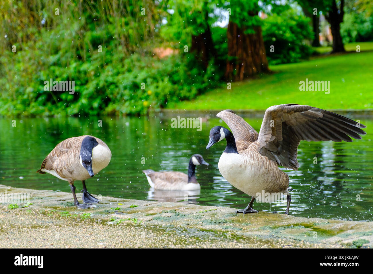 Geese in a pond hi-res stock photography and images - Alamy