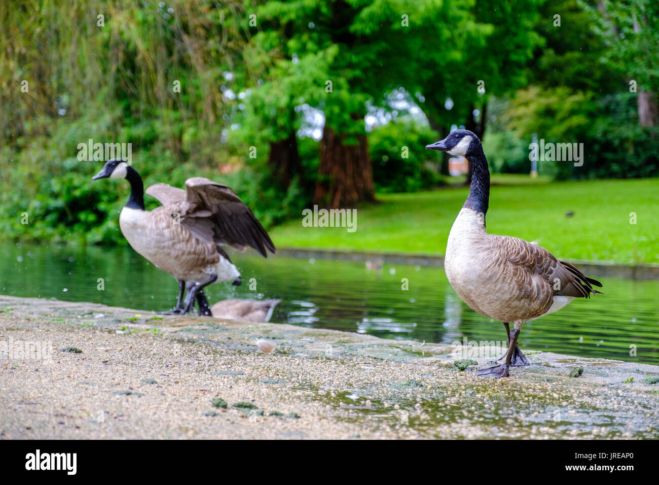 Two elegant waterfowl hi-res stock photography and images - Alamy