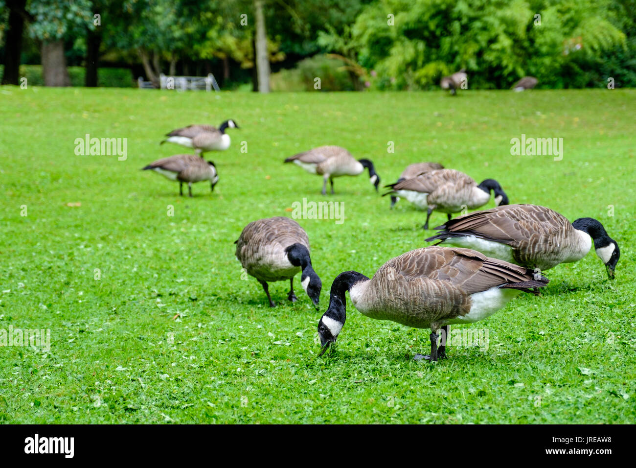 Herd of Canada Geese Seeking Food Stock Photo - Alamy