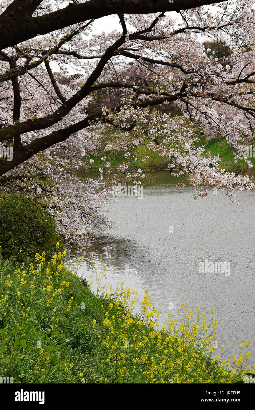Landscape of Japanese Spring with Cherry blossoms & yellow Rapeseed ...