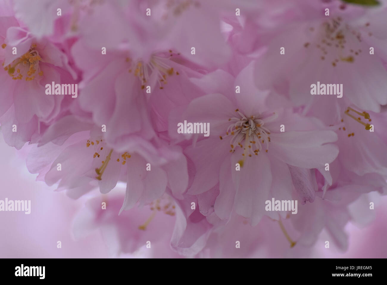 Macro texture of Japanese Pink Cherry Blossoms Stock Photo - Alamy
